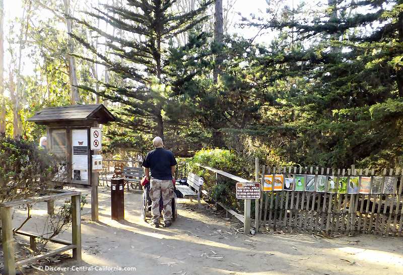 Pacific Grove Monarch Butterflies Sanctuary - Where Butterflies Spend ...