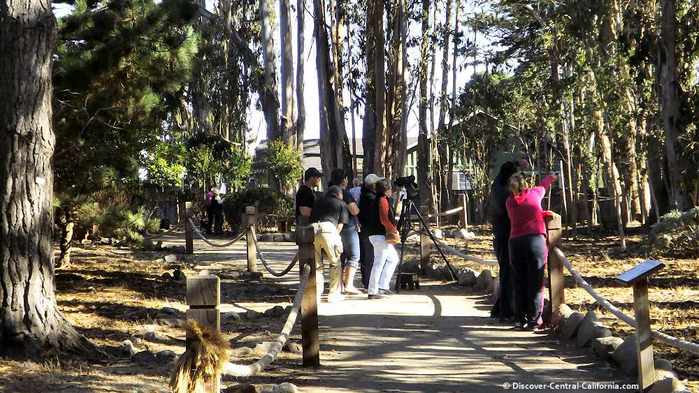 Pacific Grove Monarch Butterflies Sanctuary - Where Butterflies Spend ...