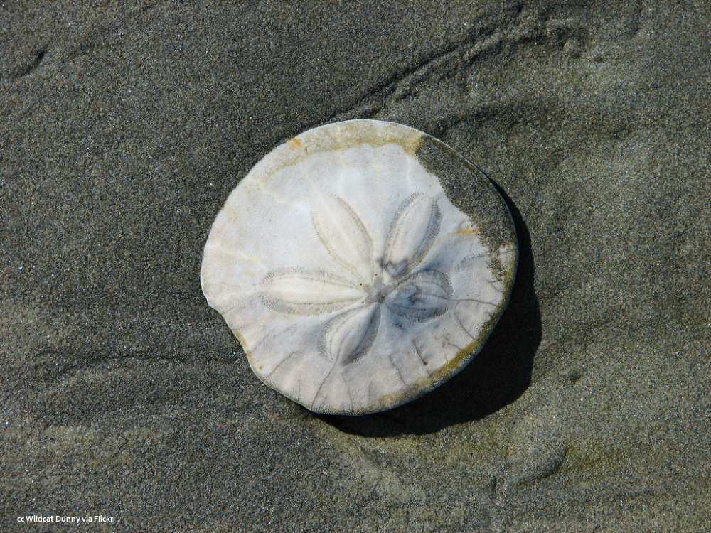 Sand Dollar Beach Big Sur Coast - How To Get There, What You'll Find