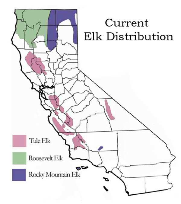 Tule Elk - Central California's Native Elk Species