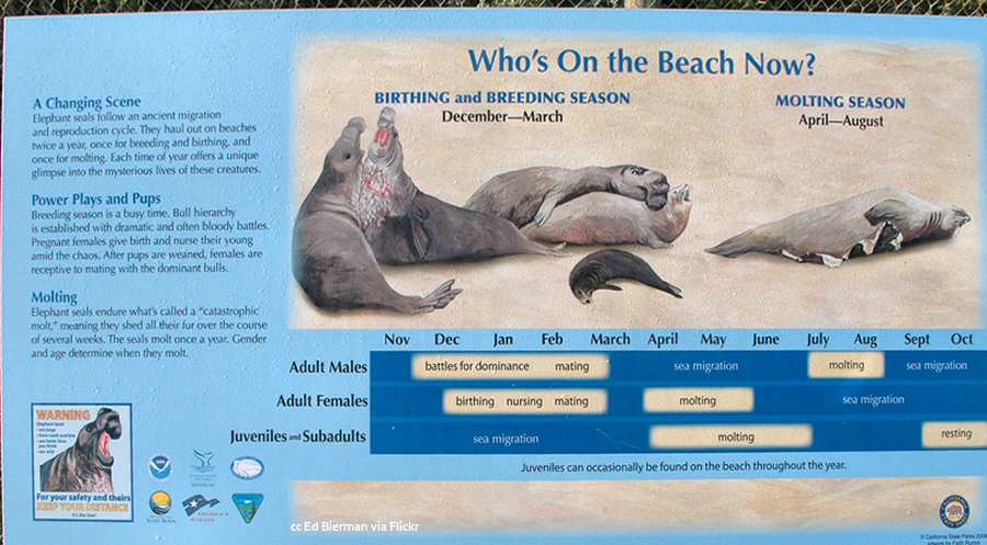 Elephant Seals In Central California - You Can Visit Them Anytime!